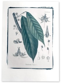 Botanická fotografie na zeď - Kakao - 21 x 30 cm (A4) / bez rámu (s háčkem na zavěšení)