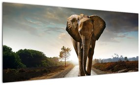 Obraz slona (100x40cm)