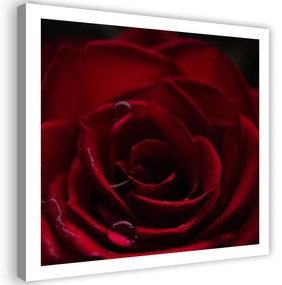 Gario Obraz na plátně Přívěsek červené růže Rozměry: 30 x 30 cm