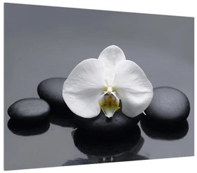Obraz orchideje (70x50 cm), 40 dalších rozměrů