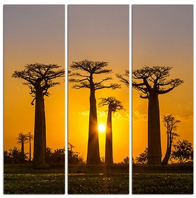 Obraz na plátně -  Baobaby při západu slunce - čtverec 305B (105x105 cm)