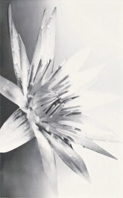 CERSANIT DEKOR NEGRA WHITE FLOWER 25x40 - WD400-004