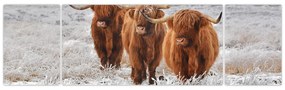 Obraz - Skotské krávy (170x50 cm)