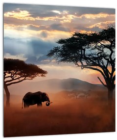 Obraz - Národní park Serengeti, Tanzánie, Afrika (30x30 cm)