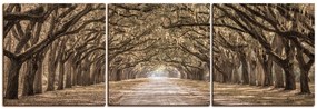 Obraz na plátně - Historické dubové stromy lemované polní cestou - panoráma 5239FB (120x40 cm)