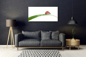 Obraz na skle Beruška Příroda 125x50 cm