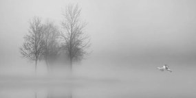 Obraz stromy v mlze v černobílém provedení Varianta: 100x50