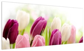 Obraz pučících tulipánů (100x40 cm)