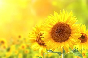 Vícedílný obraz Kvetoucí Slunečnice 3D Nedostatek Nedostatek Přírodní plátno 120x80