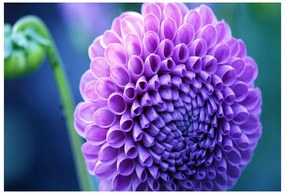 Fototapeta fialová dahlia 104x70