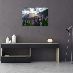 Skleněný obraz - Scénerie vlčích bobů (70x50 cm)