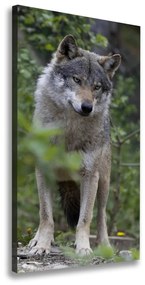 Wallmuralia Vertikální Foto obraz canvas Vlk v lese 50x100