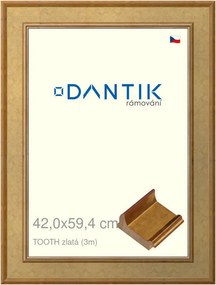 DANTIK rámeček 42x59,4 | TOOTH zlatá (Plexi Čiré)