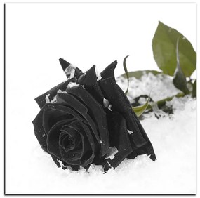 Obraz na plátně -  Růže na sněhu - čtverec 3103QA (50x50 cm)