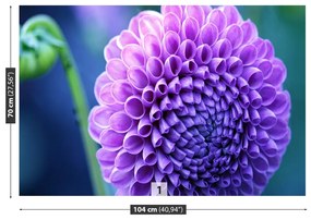 Fototapeta fialová dahlia 104x70