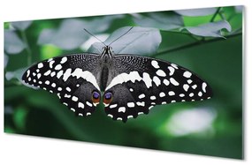 akrylový obraz Barevný motýl listí 120x60 cm