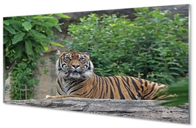 Obraz na skle Tiger Woods 100x50 cm