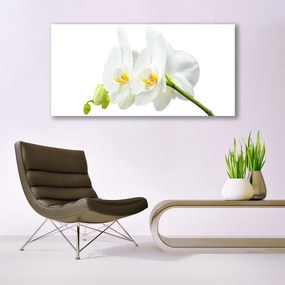 Plexisklo-obraz Plátky Květ Bíla Orchidej 120x60 cm
