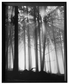 Neznámý autor - Forest Dawn | 66.8x86.8