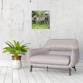 Obraz s zebrami (30x30 cm)