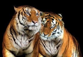 Postershop Fototapeta: Dva tygři - 254x368 cm