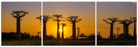 Obraz na plátně - Baobaby při západu slunce - panoráma 505C (150x50 cm)
