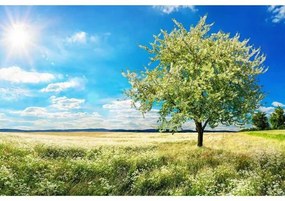 Vliesové fototapety na zeď Strom na louce | MS-5-0096 | 375x250 cm