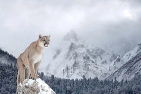 DIMEX | Samolepicí vliesová fototapeta na zeď Puma v horách MA-5-0621 | 375 x 250 cm | modrá, bílá, béžová, šedá