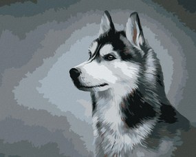 Malování podle čísel sibiřský husky, 40x50 cm, bez rámu a bez vypnutí plátna