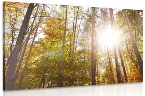 Obraz les v podzimních barvách