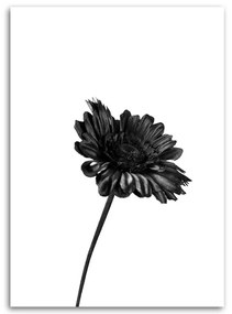 Gario Obraz na plátně Jednotlivé květiny Rozměry: 40 x 60 cm