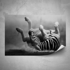 Plakát - Ležící zebra (60x40 cm) - PopyDesign