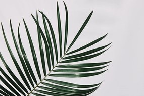 Obraz nádherný palmový list - 90x60 cm