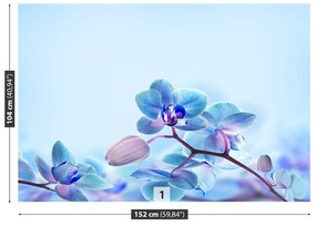 Fototapeta Tropické orchideje 104x70