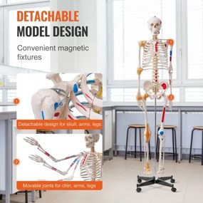 Model lidské kostry pro anatomii, 182 cm životní velikost