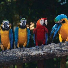 Fototapeta na zeď Colourful Macaw L-215