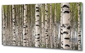 Wallmuralia Moderní skleněný obraz z fotografie Břízový les 100x50