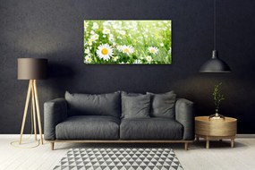 Obraz na skle Sedmikráska Květ Rostlina 100x50 cm