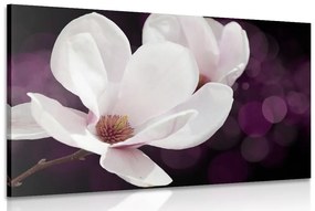 Obraz květ magnólie na abstraktním pozadí - 90x60 cm