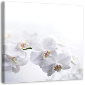 Gario Obraz na plátně Bílé orchideje na bílém pozadí Rozměry: 30 x 30 cm