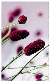 DIMEX | Vliesová fototapeta na zeď Fialová květina MS-2-0141  | 150 x 250 cm | fialová, zelená