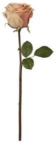 Růže lososová, 40 cm