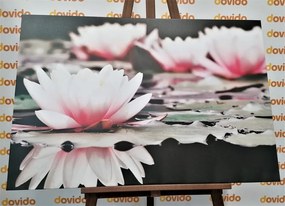 Obraz lotosový květ Varianta: 90x60