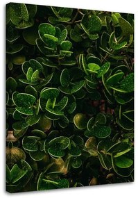 Gario Obraz na plátně Zelené listy exotických rostlin Rozměry: 40 x 60 cm