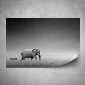 Plakát - Slon a zebra (60x40 cm) - PopyDesign