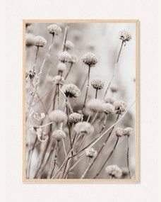 Oboustranný plakát Plážové Pampasy / Suché Květiny | 30 x 42 cm | DP351331