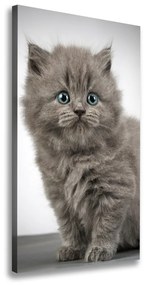 Wallmuralia Vertikální Foto obraz na plátně Šedá a britská kočka 50x100