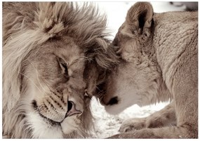 Fototapeta - Lion Tenderness (Sepia)