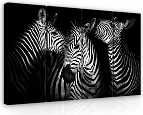 Obraz 120x80 Zebra černobílý Afrika pruhy grafika moderní elegance