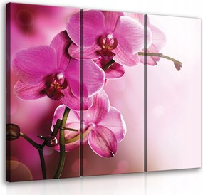 Obraz Orchidej Květiny 3 Obrázky Moderní Triptych Na Plátně Zeď 90x80